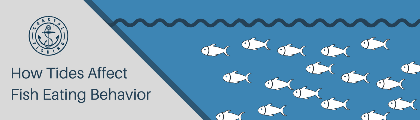 How Tides Affect Fish Feeding Behavior